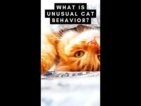 What is unusual cat behavior? #Shorts - Danbi Lovers