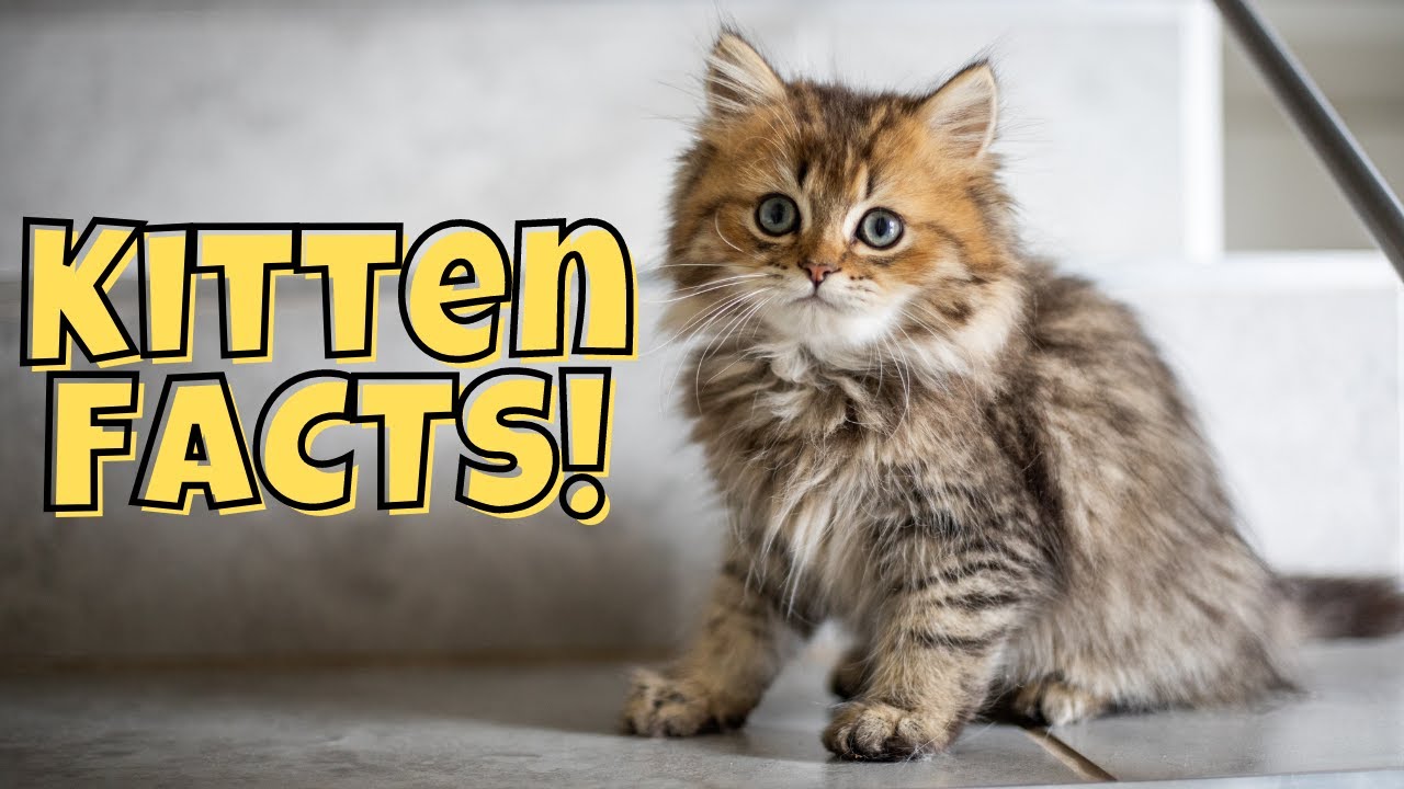 11 Fun Facts About Kittens - Danbi Lovers
