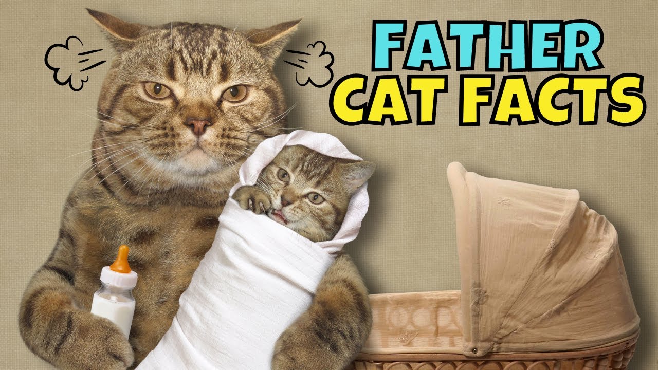 10 Shocking Facts About Father Cats (#1 is Crazy) - Danbi Lovers