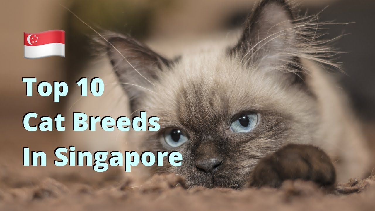 Top 10 Most Popular Cat Breeds in Singapore - Danbi Lovers
