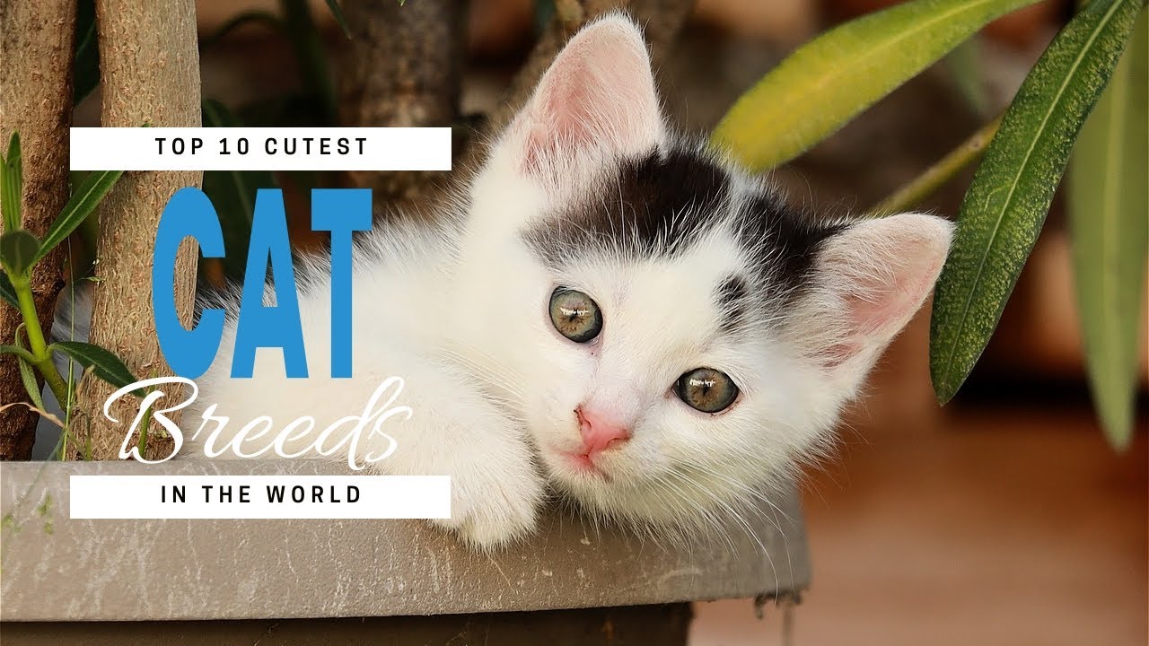Top 10 Cutest Cat Breeds In The World I 10 Most Beautiful Cats in the ...