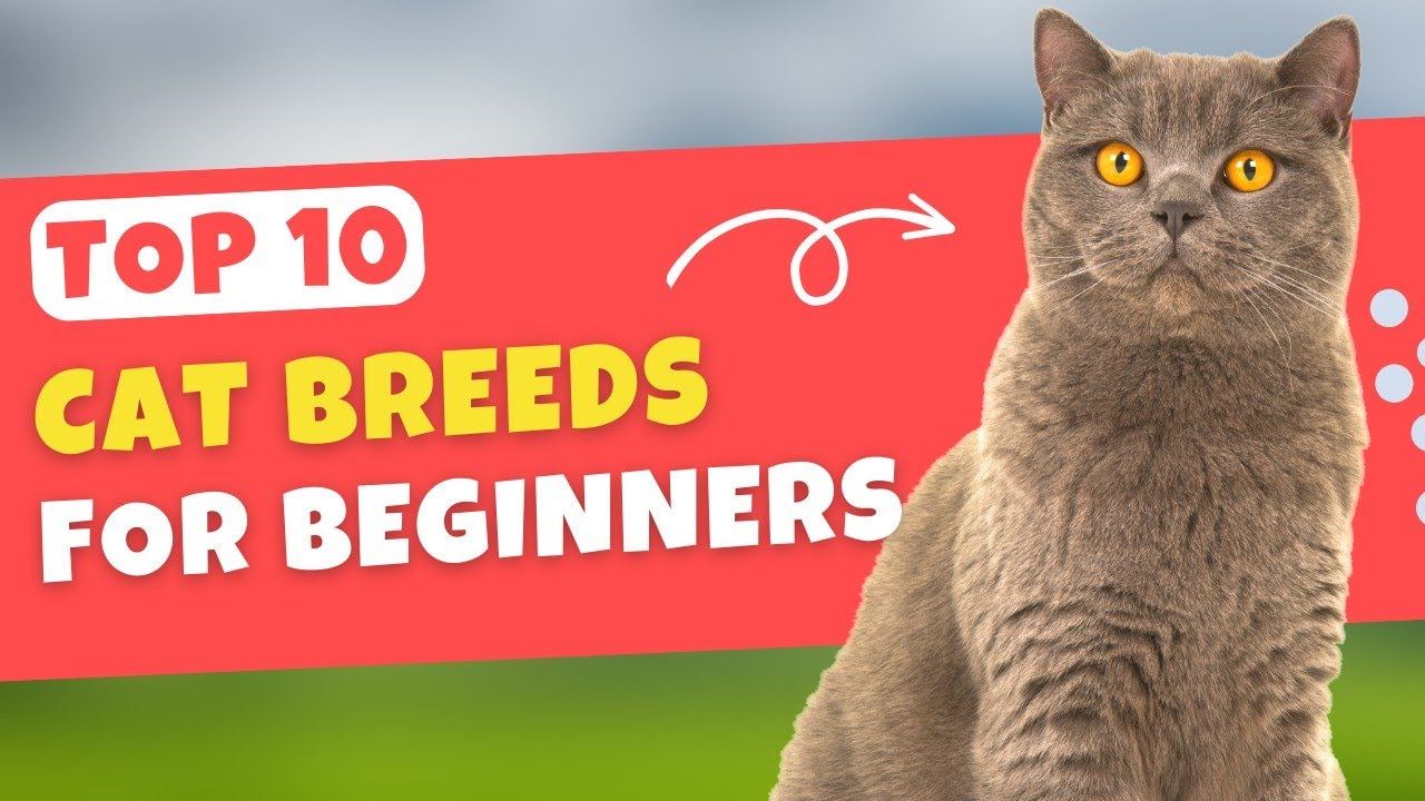 Top 10 Best Cats Breeds for Beginners | Best Cat Breeds in the World ...