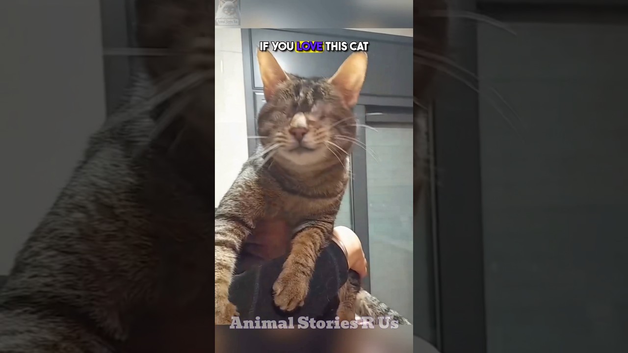 The Story Of A Cat Without Eyes - Danbi Lovers