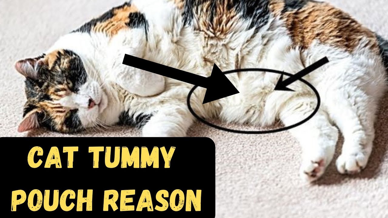 Why Your Cat Has A Primordial Pouch (Fat, Saggy Belly Flap) - Danbi Lovers